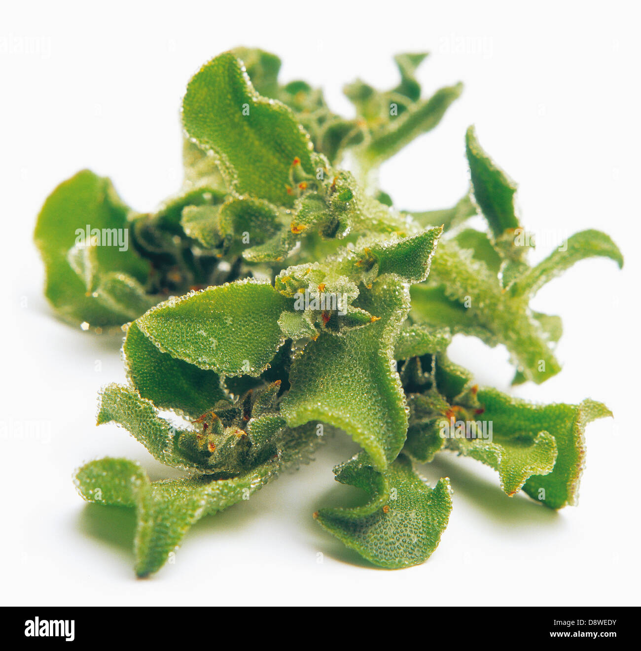 Icicle background Cut Out Stock Images & Pictures - Alamy