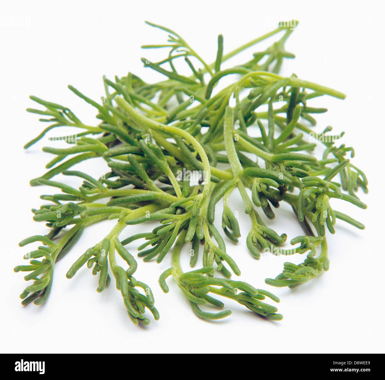 Samphire cut out hi-res stock photography and images - Alamy