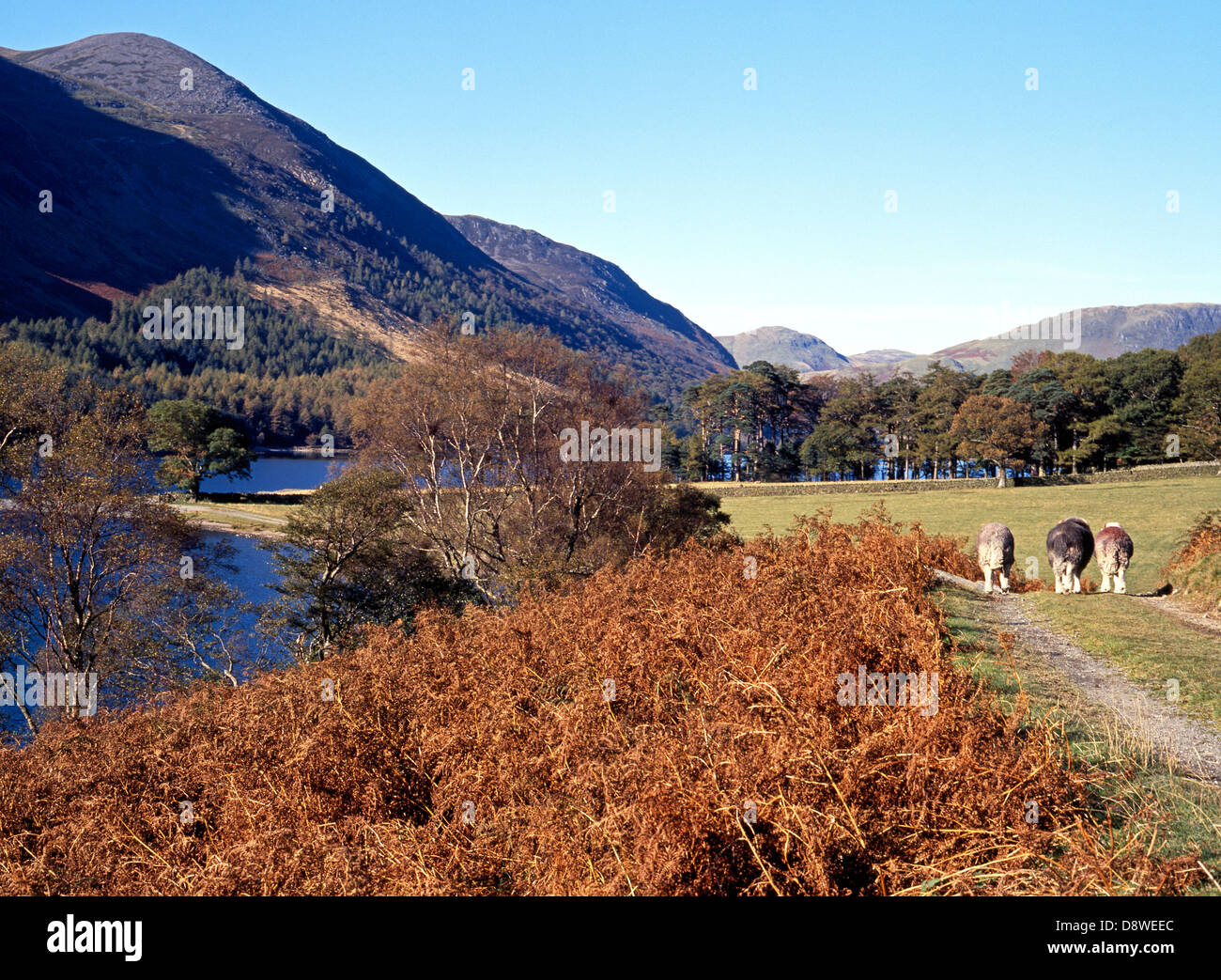 Lake and Red Pike fell with three sheep walking down track, Buttermere ...