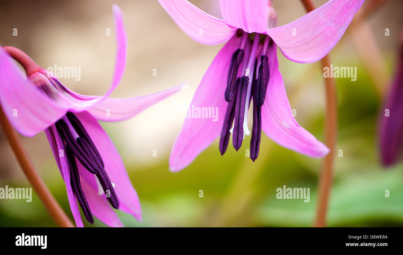 Dogtooth violet hi-res stock photography and images - Alamy