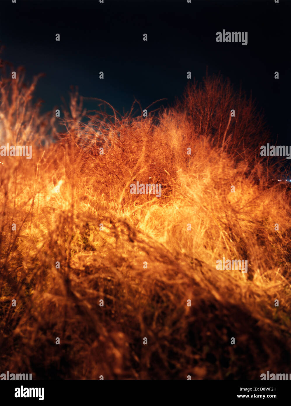Bushes on fire at night Stock Photo - Alamy
