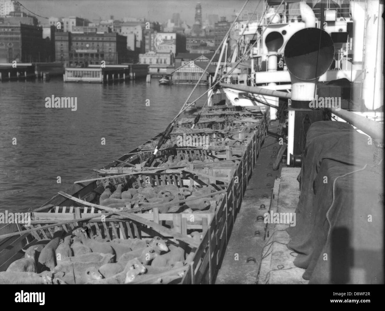 Sheep housed in temporary pens aboard a cargo ship at No.4 wharf ...