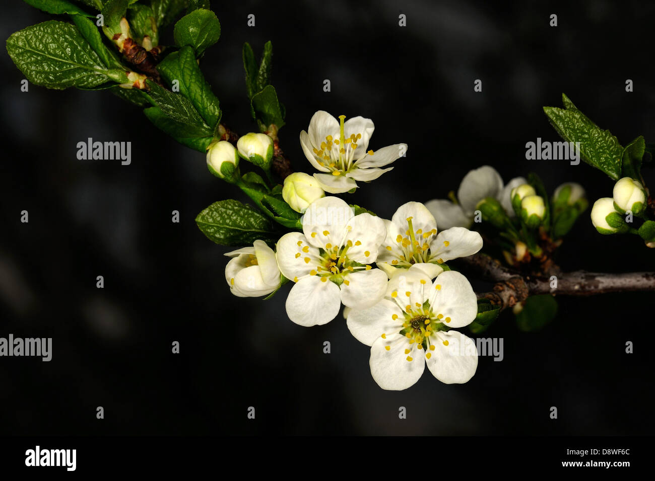 White flowers of cherry tree, end of May Stock Photo - Alamy