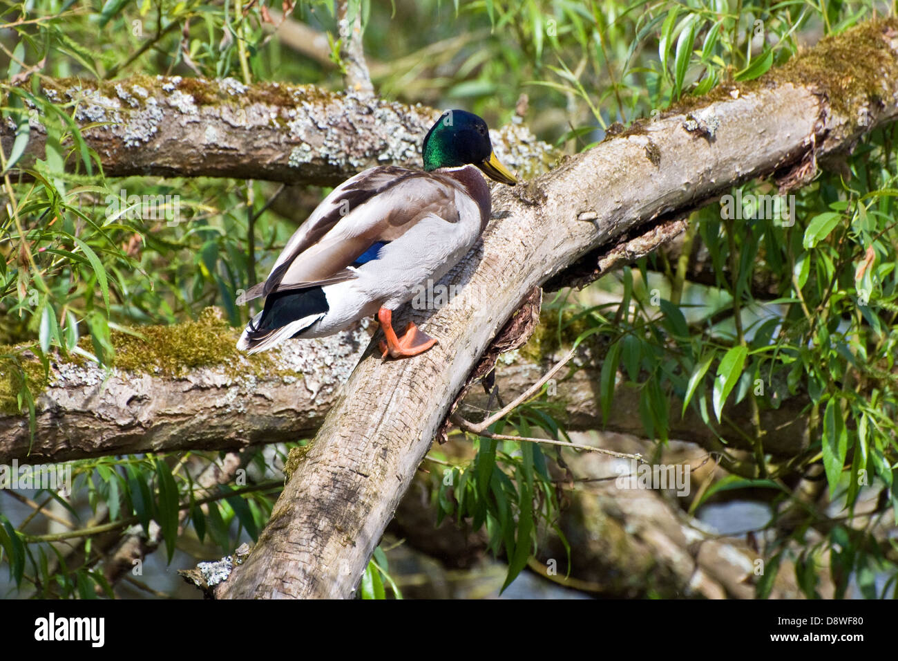 Mallard duck in a tree Stock Photo - Alamy
