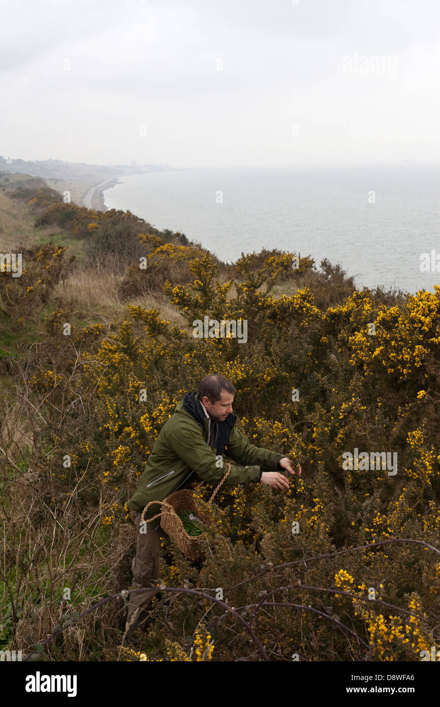 Fergus Drennan known as 'Fergus the Forager' picks Gorse at Bishopstone ...