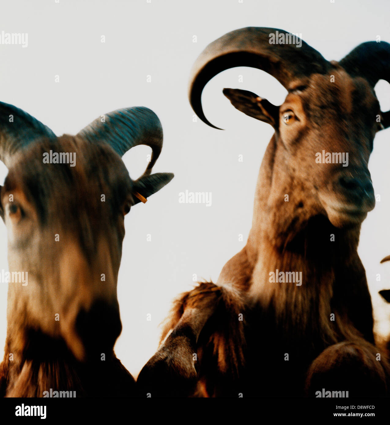 'two goats' hi-res stock photography and images - Alamy