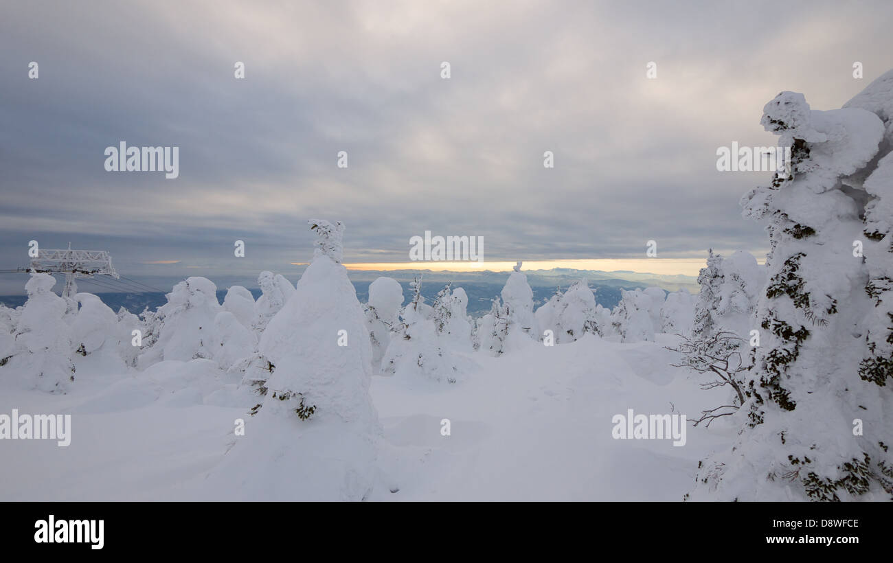 Snow covered trees atop Mount Zao at the Zao Ski Resort. Every winter ...