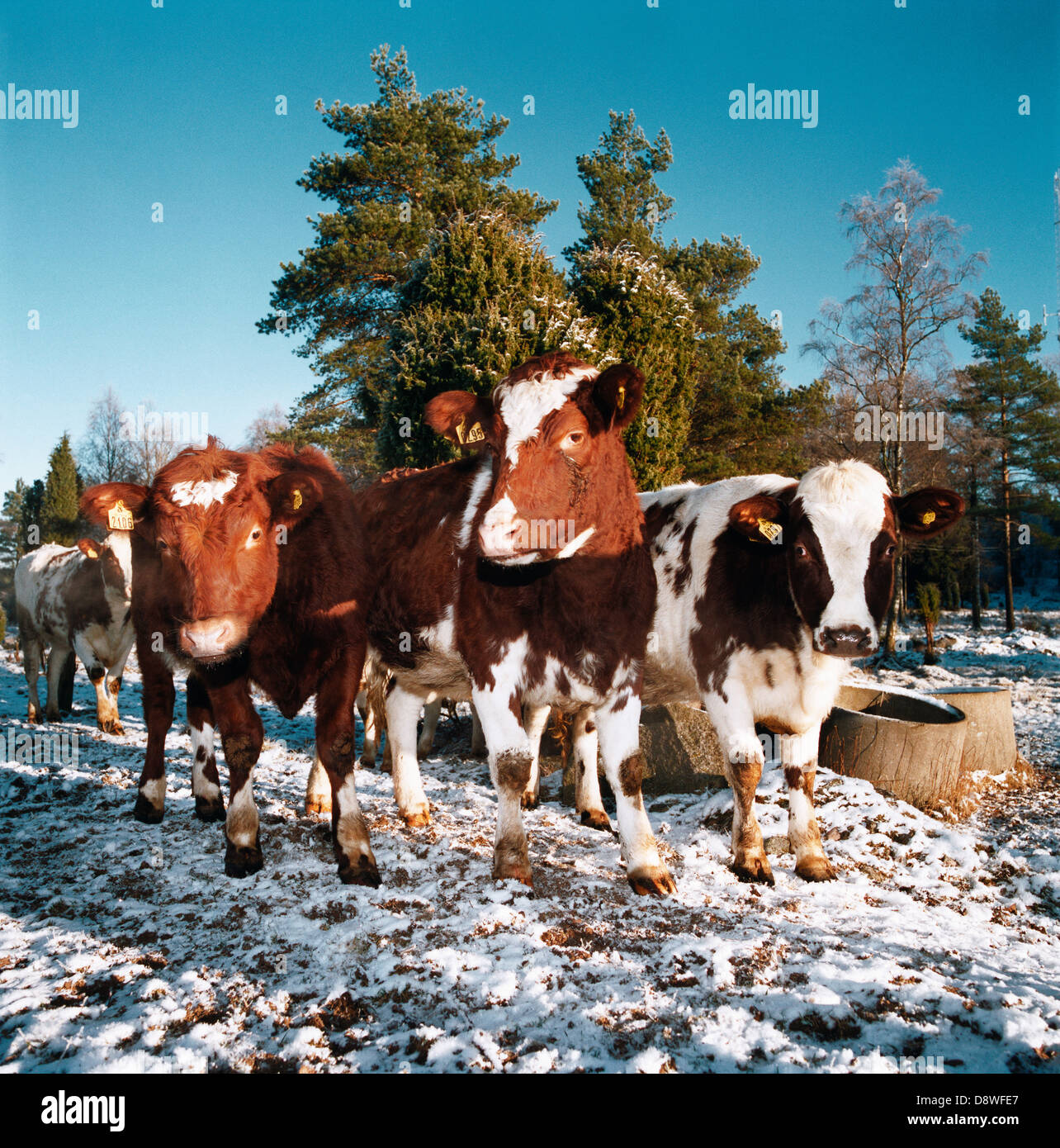 Three cows, Sweden Stock Photo - Alamy