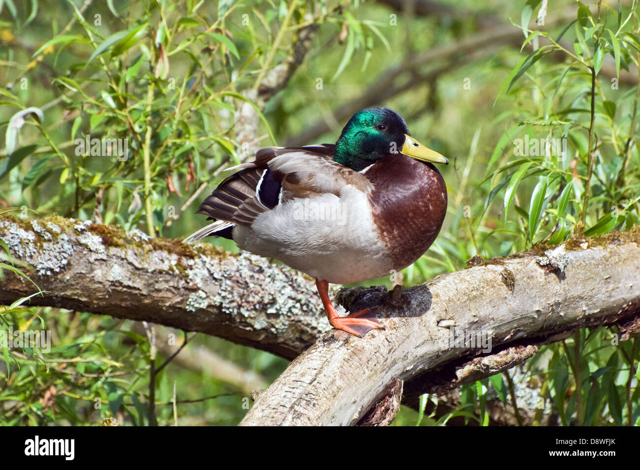 Mallard duck in a tree Stock Photo - Alamy