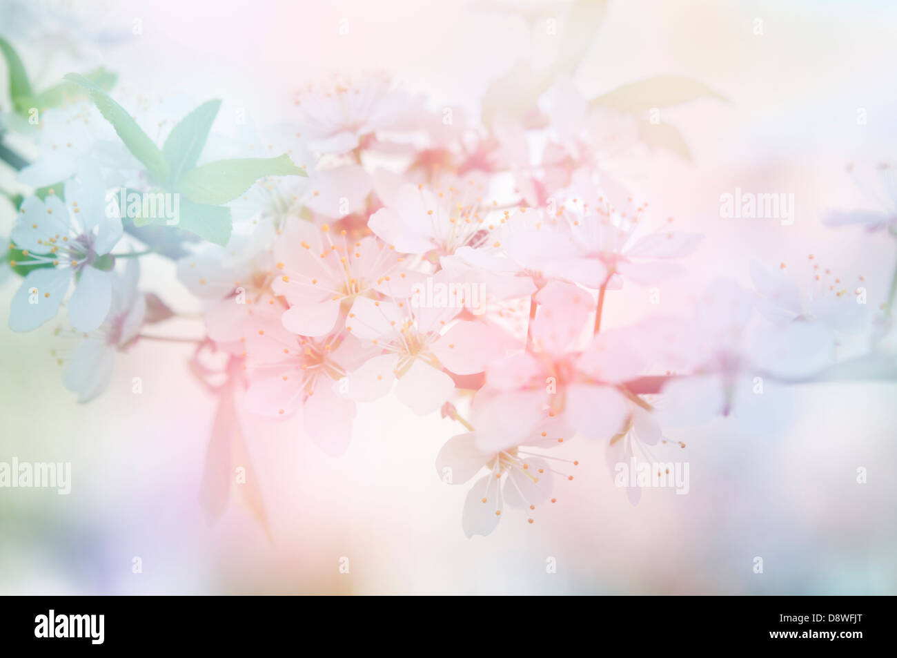 Beautiful blossom flowers abstract background. Shallow depth of field ...