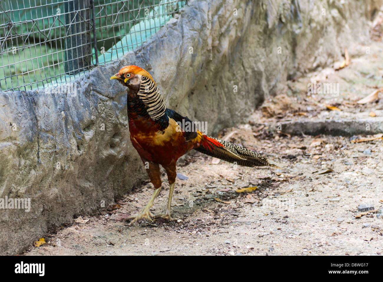 Orange pheasant in Chiangmai Zoo , Thailand Stock Photo - Alamy