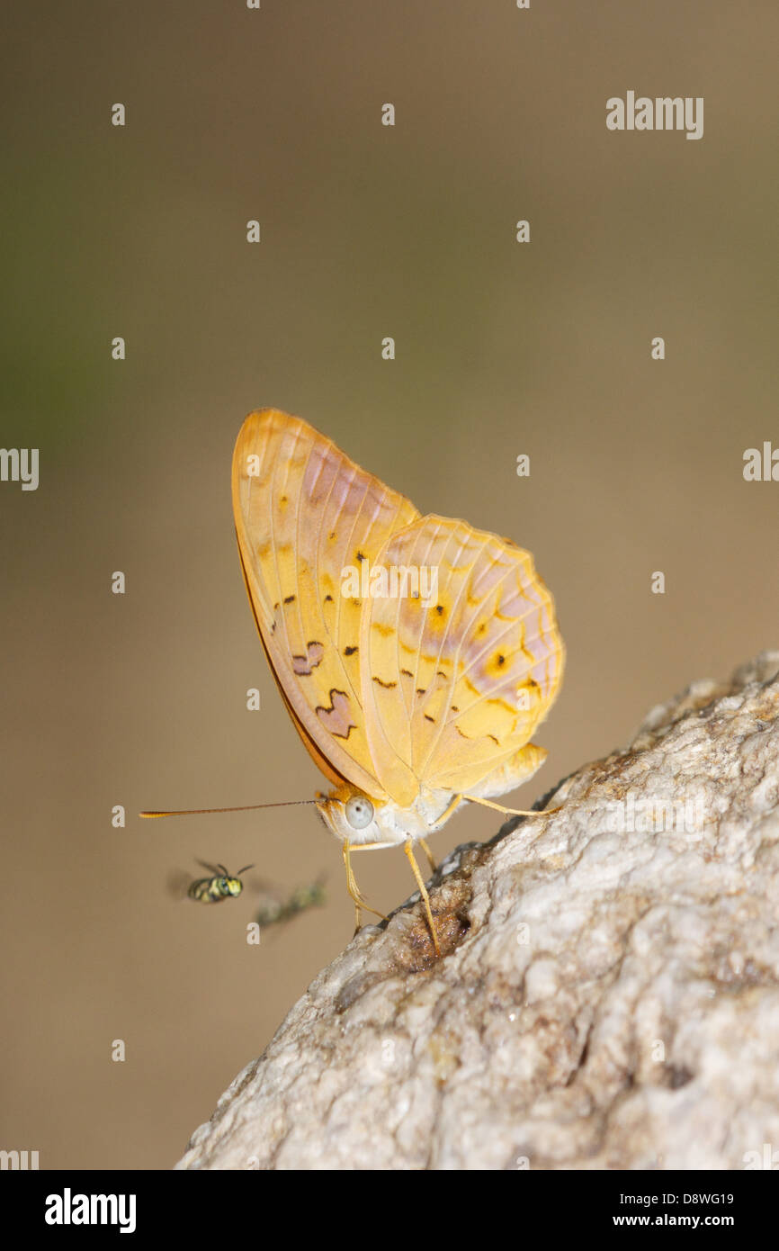 The Common Leopard Phalanta phalantha is a sun-loving butterfly of the ...