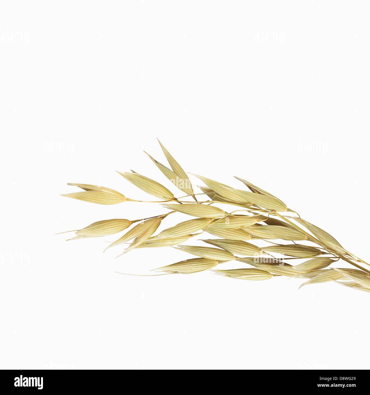 Oat ear hi-res stock photography and images - Alamy