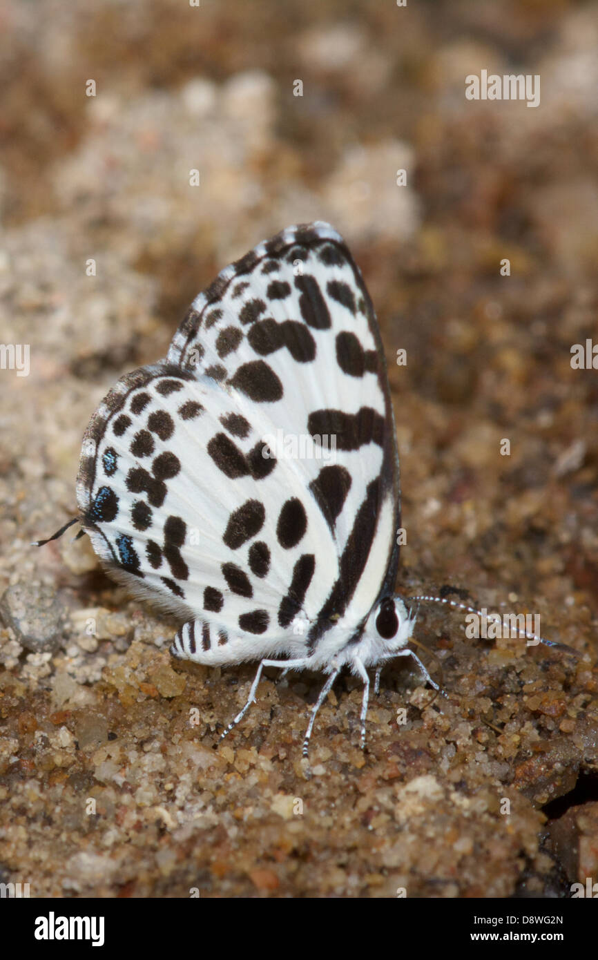Common pierrot butterflies hi-res stock photography and images - Alamy