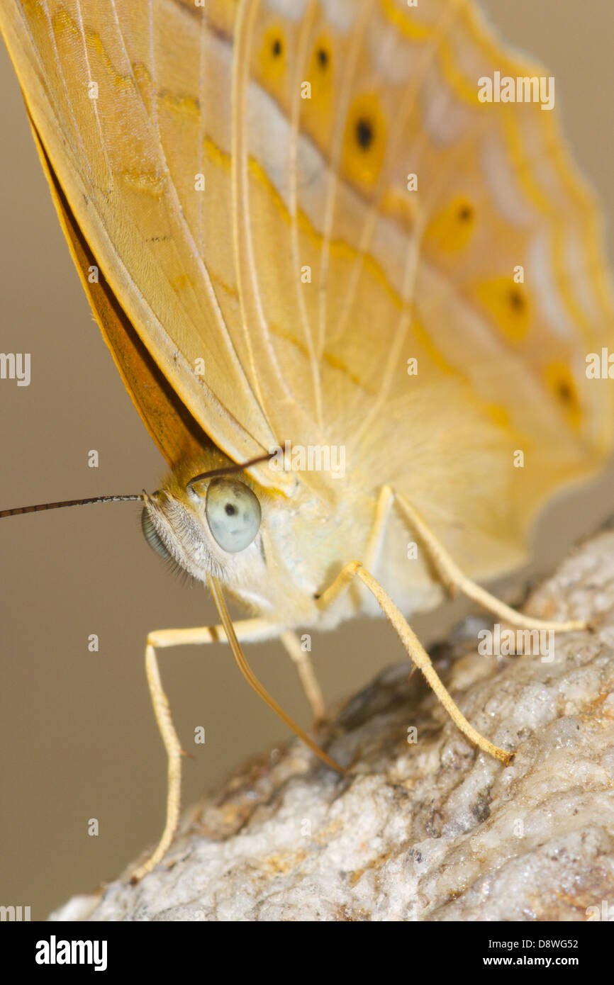 The , Cirrochroa tyche rotundata Stock Photo - Alamy