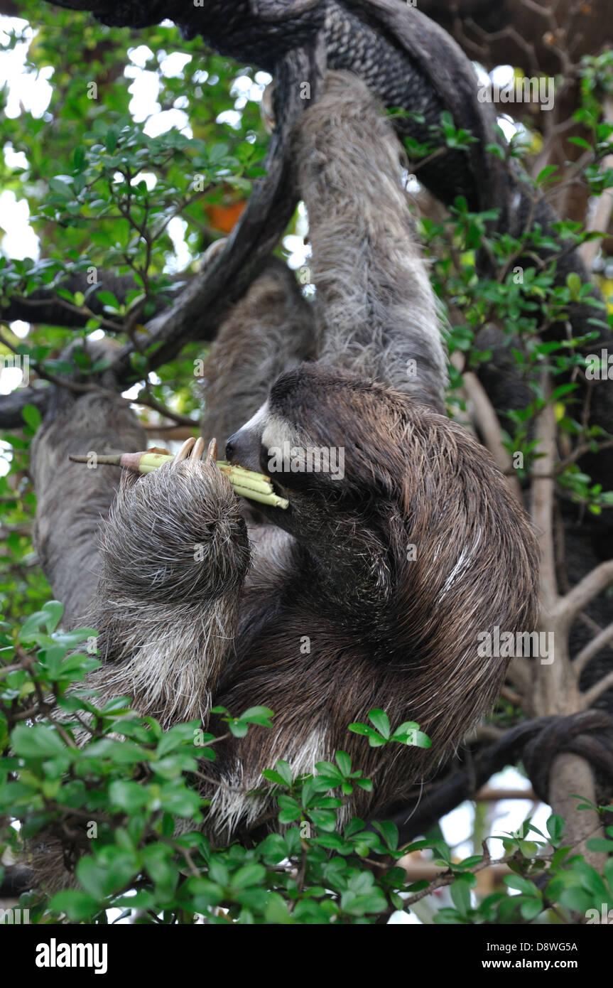Three-toed Sloth on tree eating in Dallas Aquarium, Texas, USA Stock ...