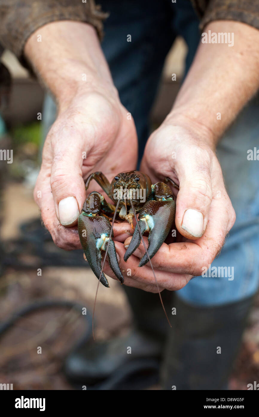 Bob Ring, 57, known as Crayfish Bob trapping American crayfish in the ...