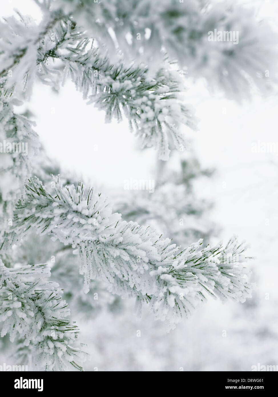 Frosted pine tree hi-res stock photography and images - Alamy