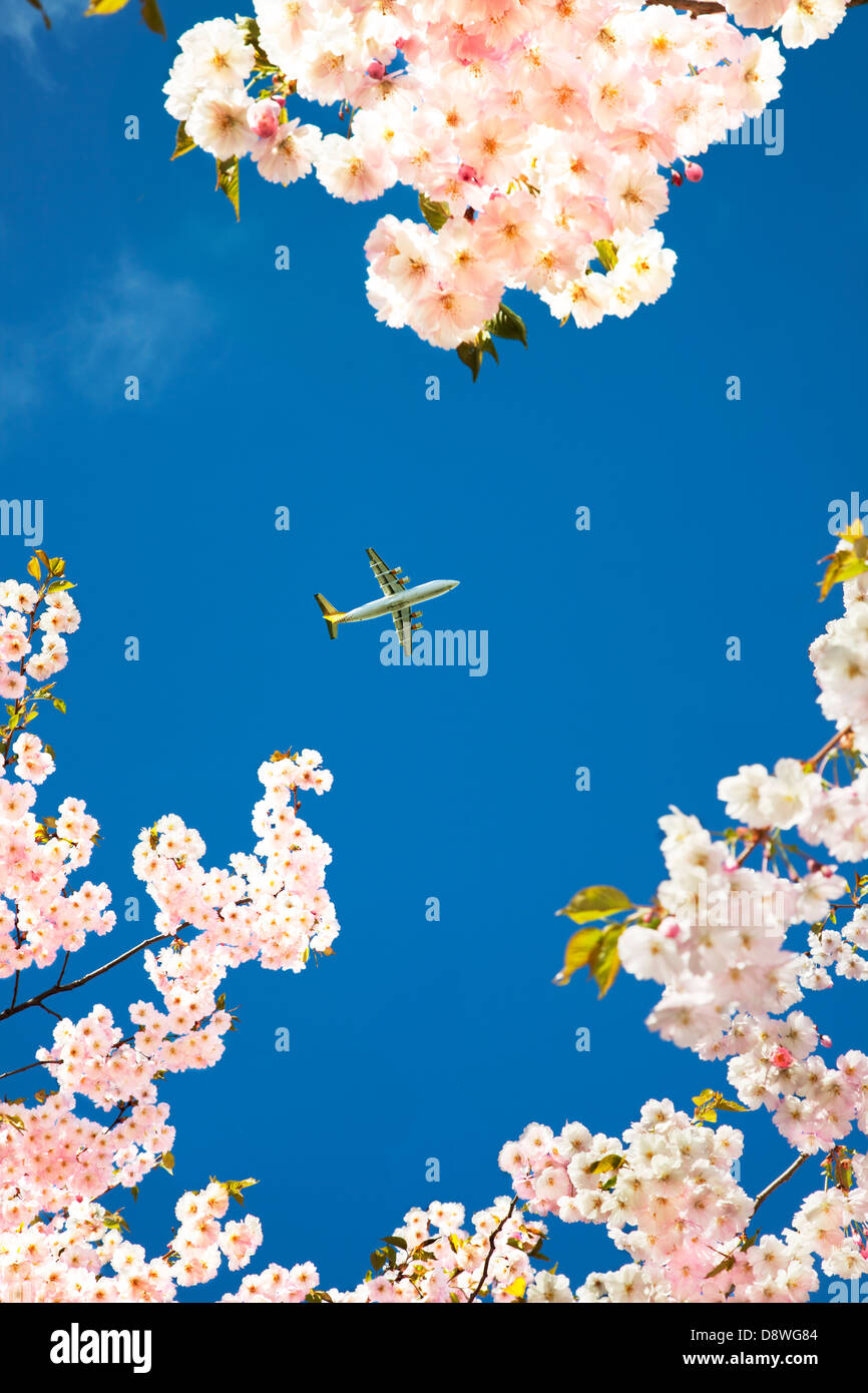 Plane on sky, cherry blossom on foreground Stock Photo - Alamy