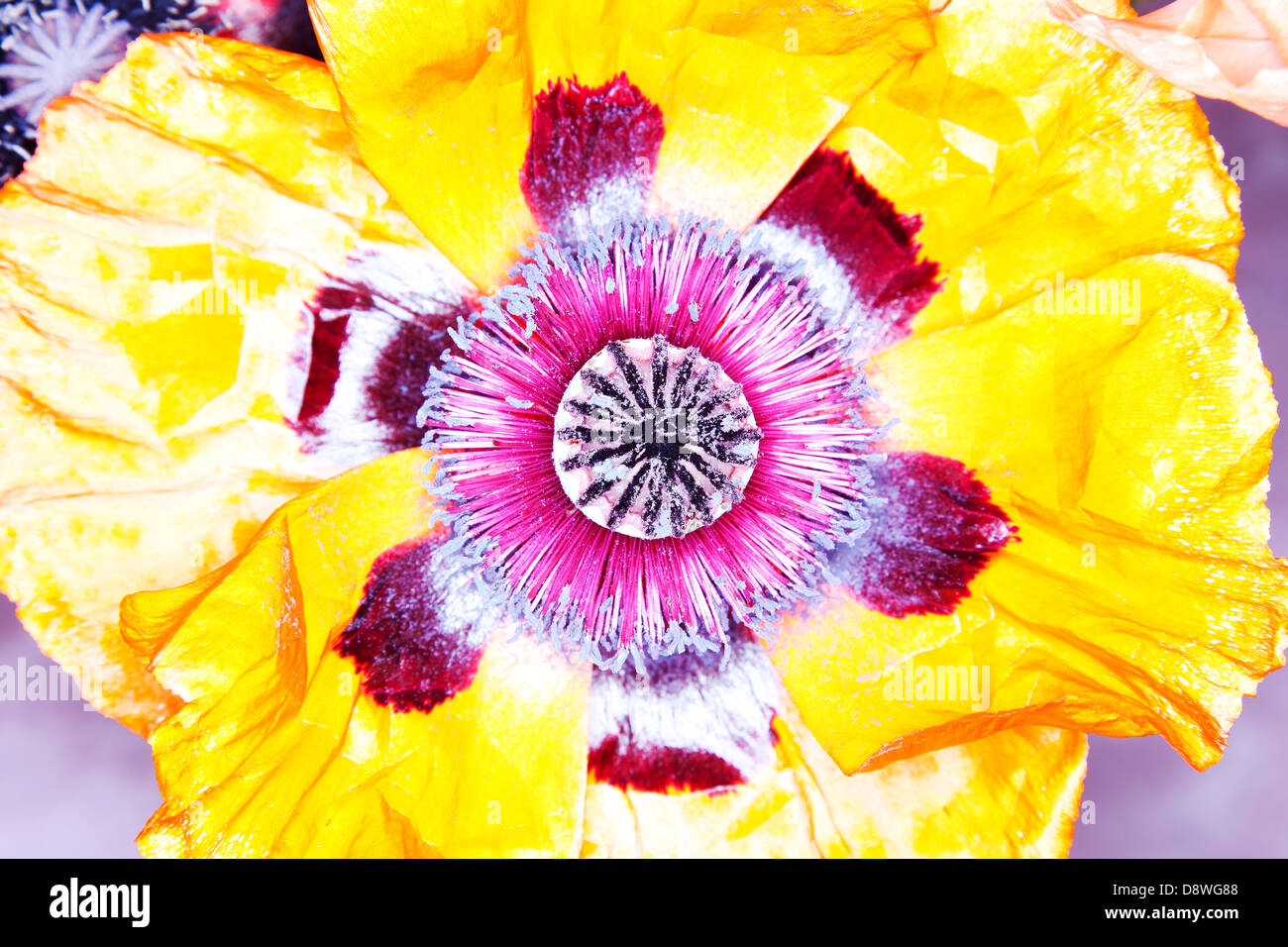 Close-up of yellow poppy flower Stock Photo - Alamy