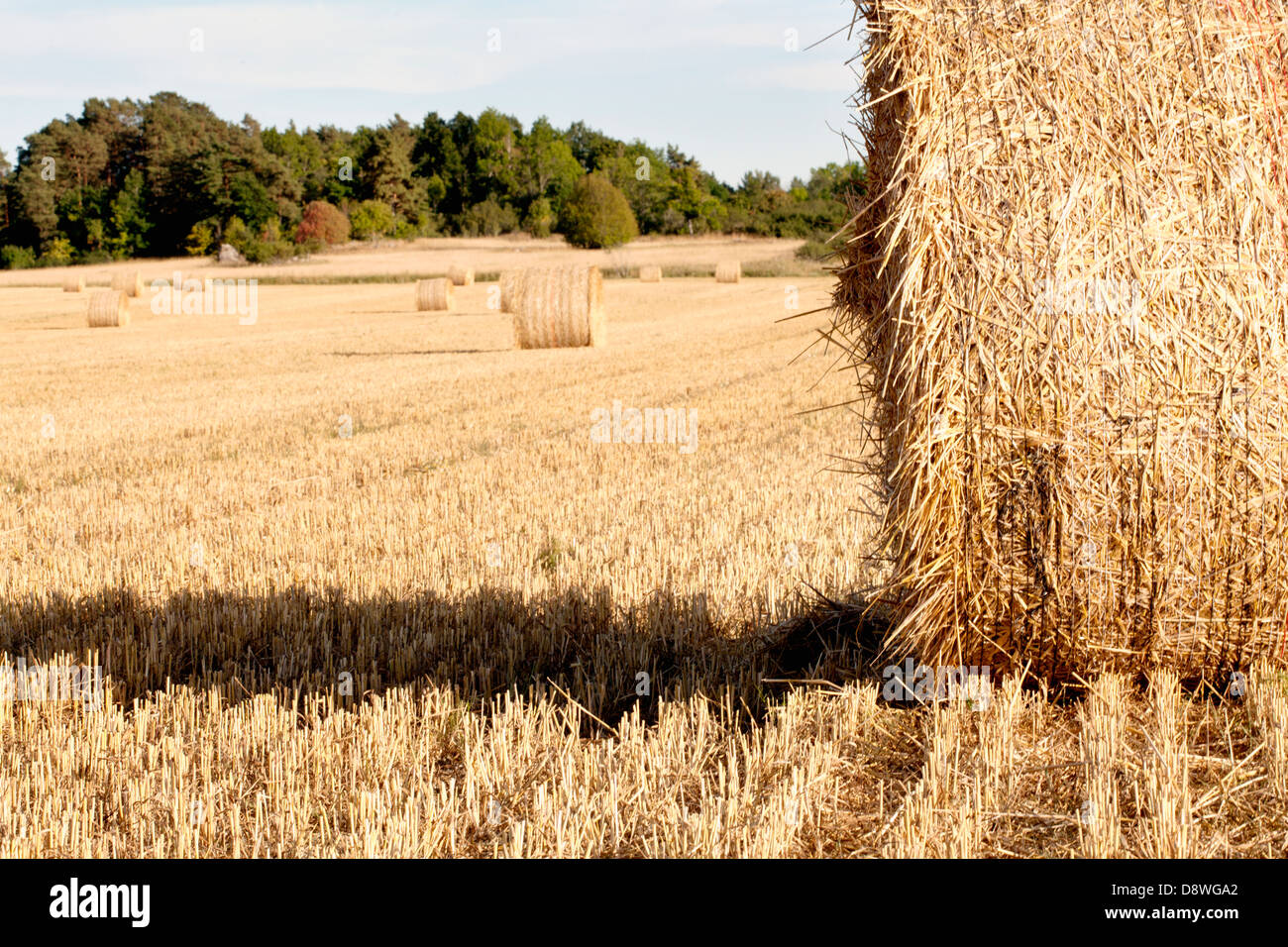 Hay bales in field Stock Photo - Alamy