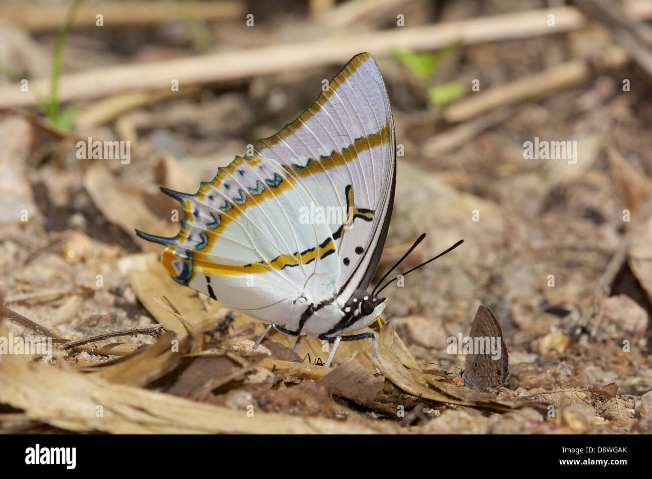 Great Nawab (Polyura eudamippus) butterfly in Chaloem Phrakiat Thai ...
