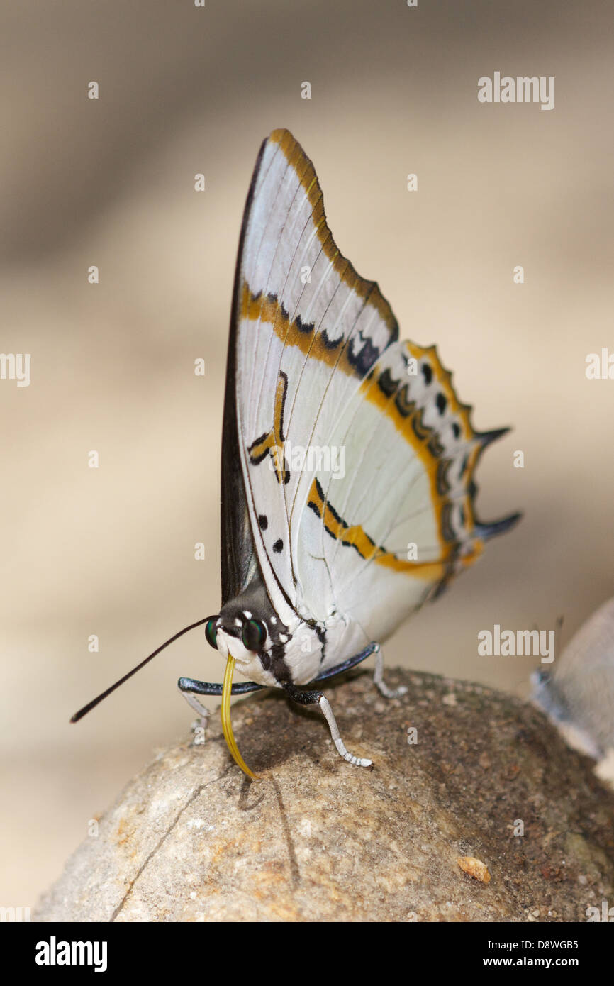 Great Nawab (Polyura eudamippus) butterfly in Chaloem Phrakiat Thai ...