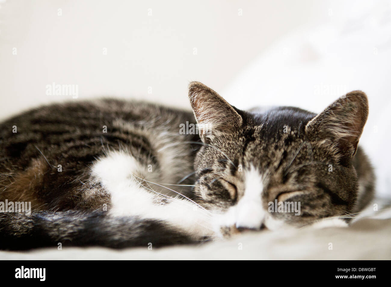 Tabby cat sleeping Stock Photo - Alamy