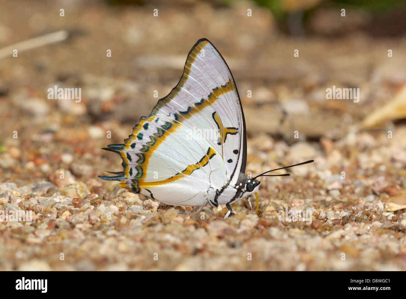 Great Nawab (Polyura eudamippus) butterfly in Chaloem Phrakiat Thai ...