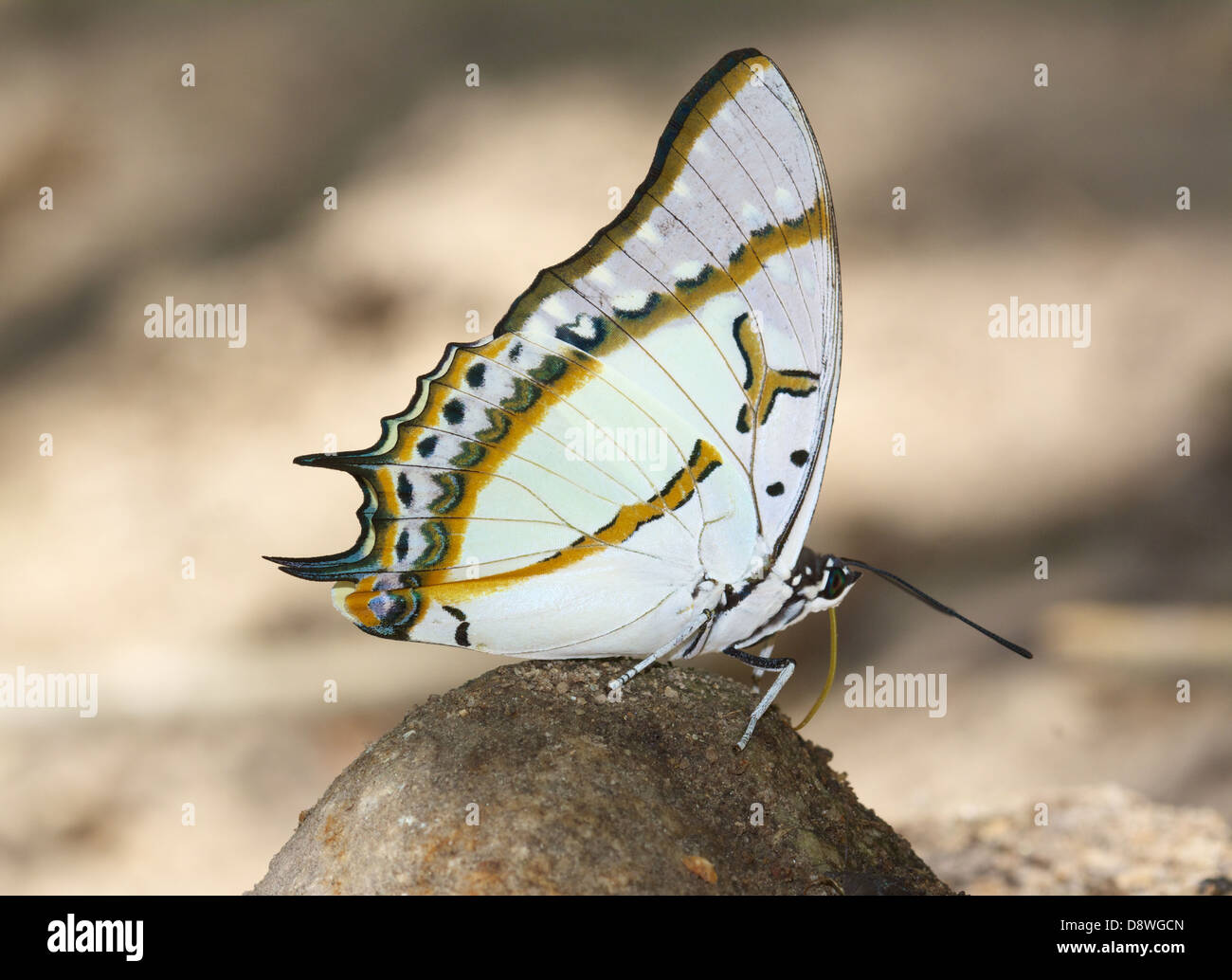 Nawab nymphalidae hi-res stock photography and images - Alamy