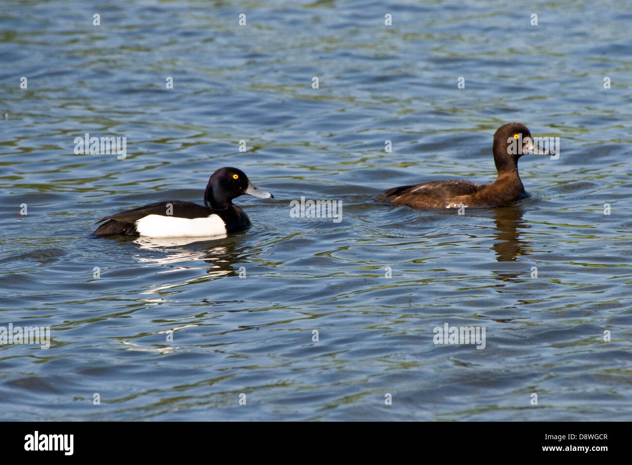 Pair of Tufted Ducks Stock Photo - Alamy