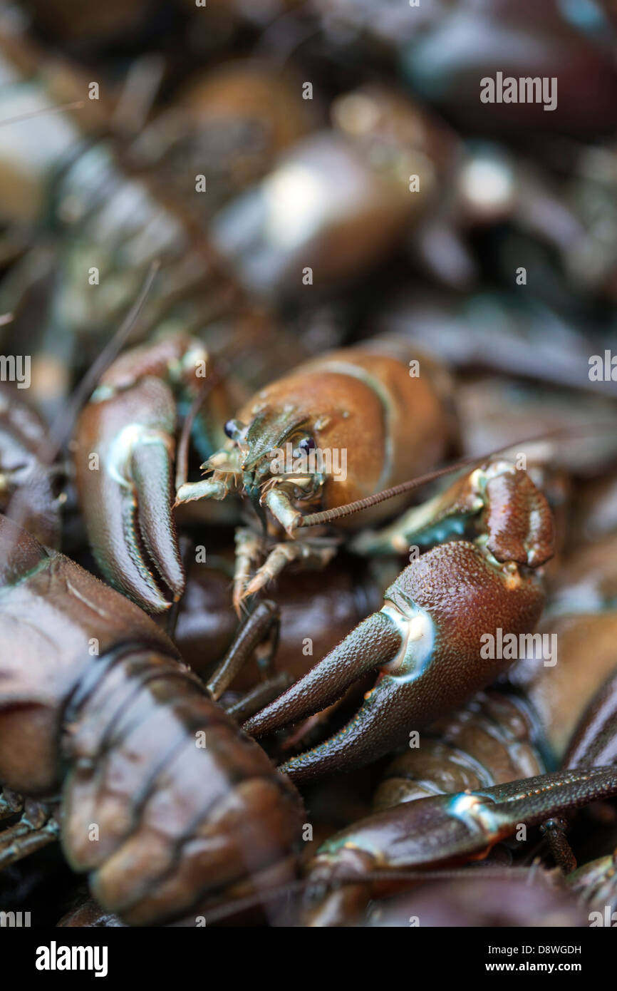 American Crayfish in the River Thames at Abingdon Lock, Oxfordshire ...