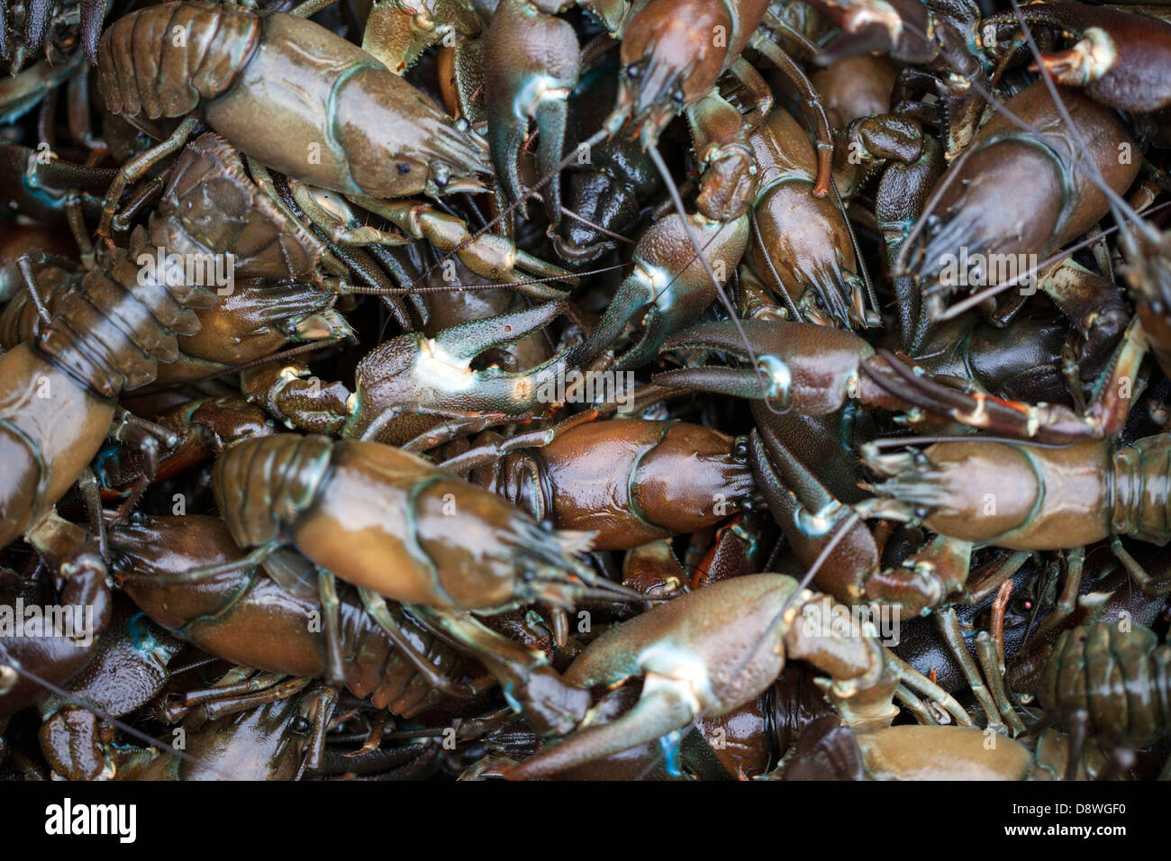 American Crayfish in the River Thames at Abingdon Lock, Oxfordshire ...