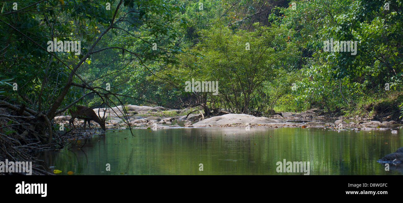Hog Deer (Hyelaphus porcinus AKA Axis porcinus) part of a ...