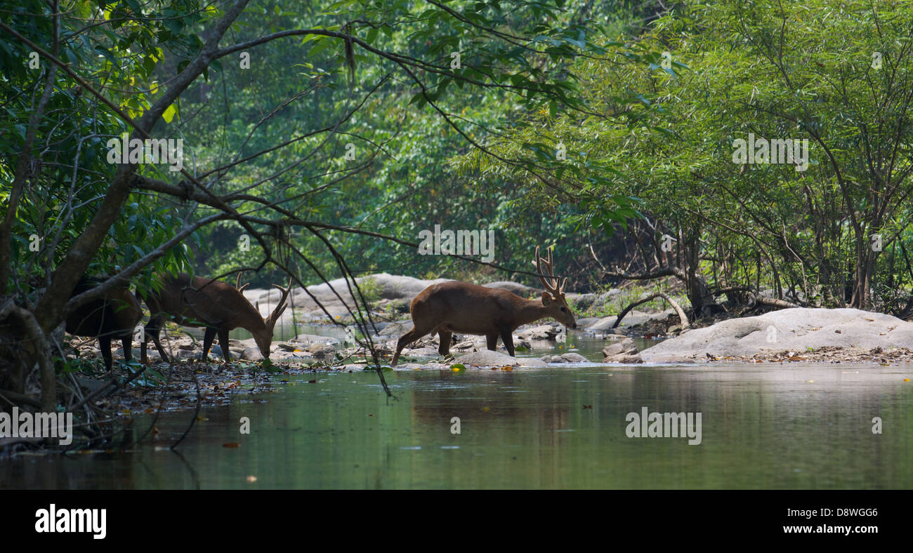 Hog Deer (Hyelaphus porcinus AKA Axis porcinus) part of a ...