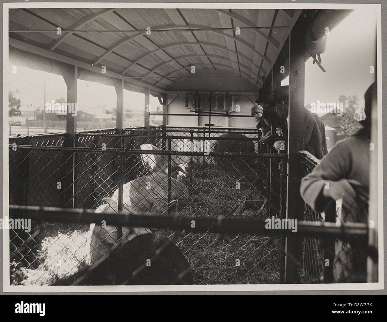 An image from the 'Better Farming Train' album, showcasing a pig truck ...