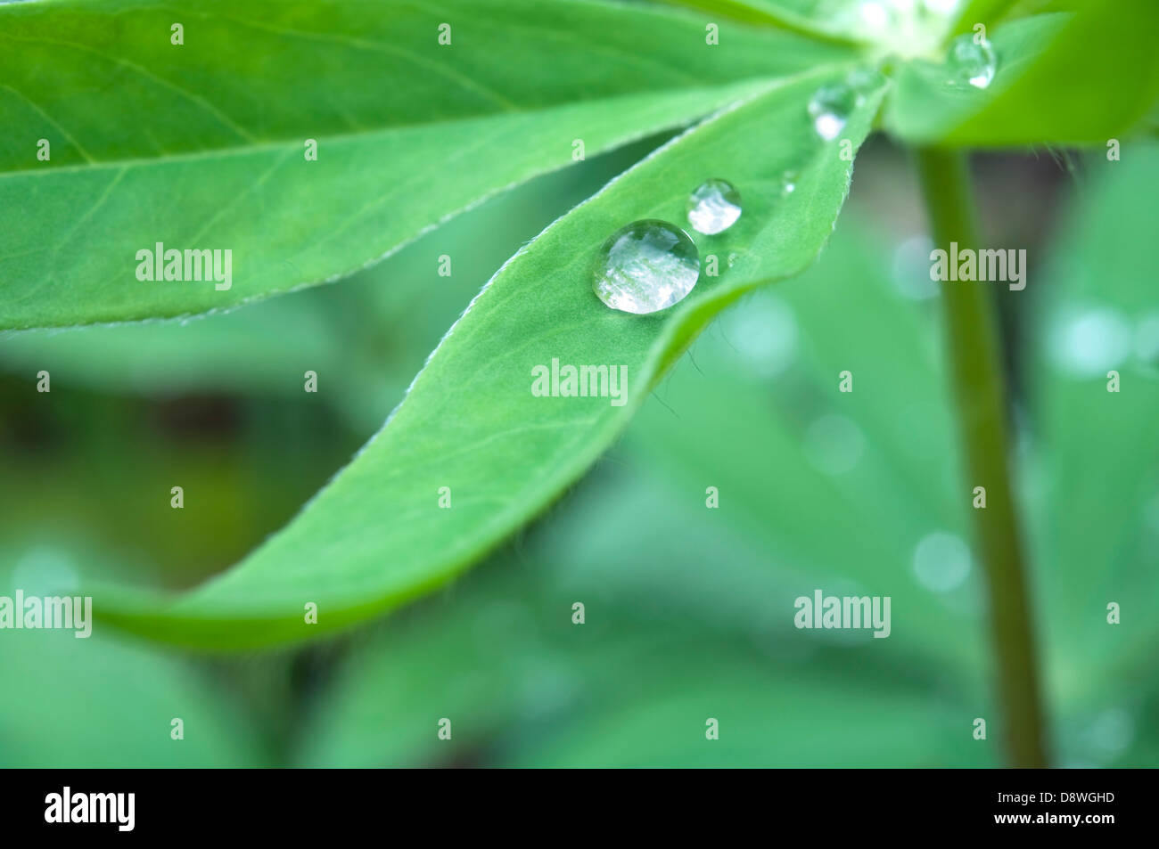 Shallow focus on rain hi-res stock photography and images - Alamy