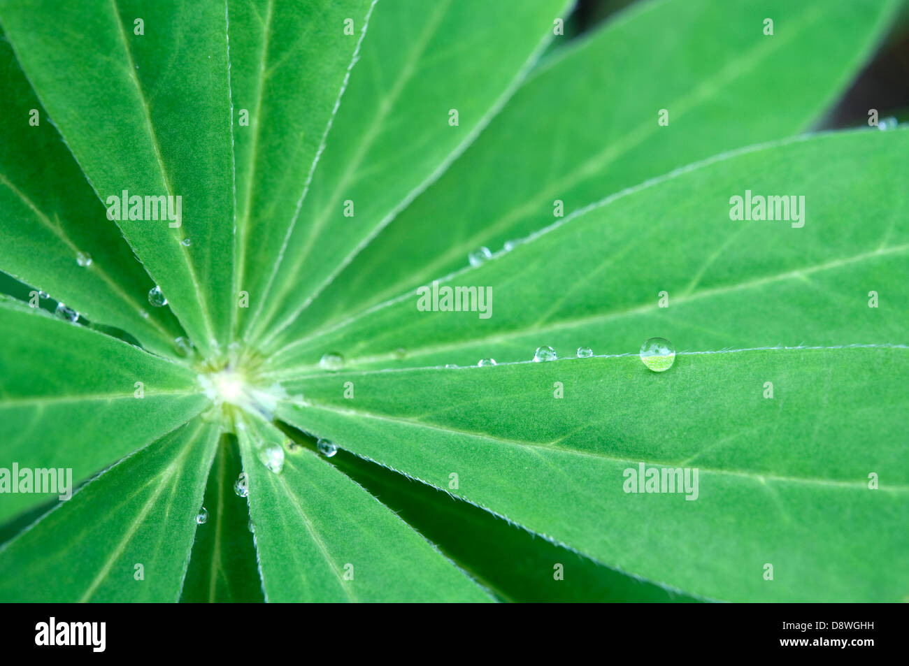 Shallow focus on rain hi-res stock photography and images - Alamy