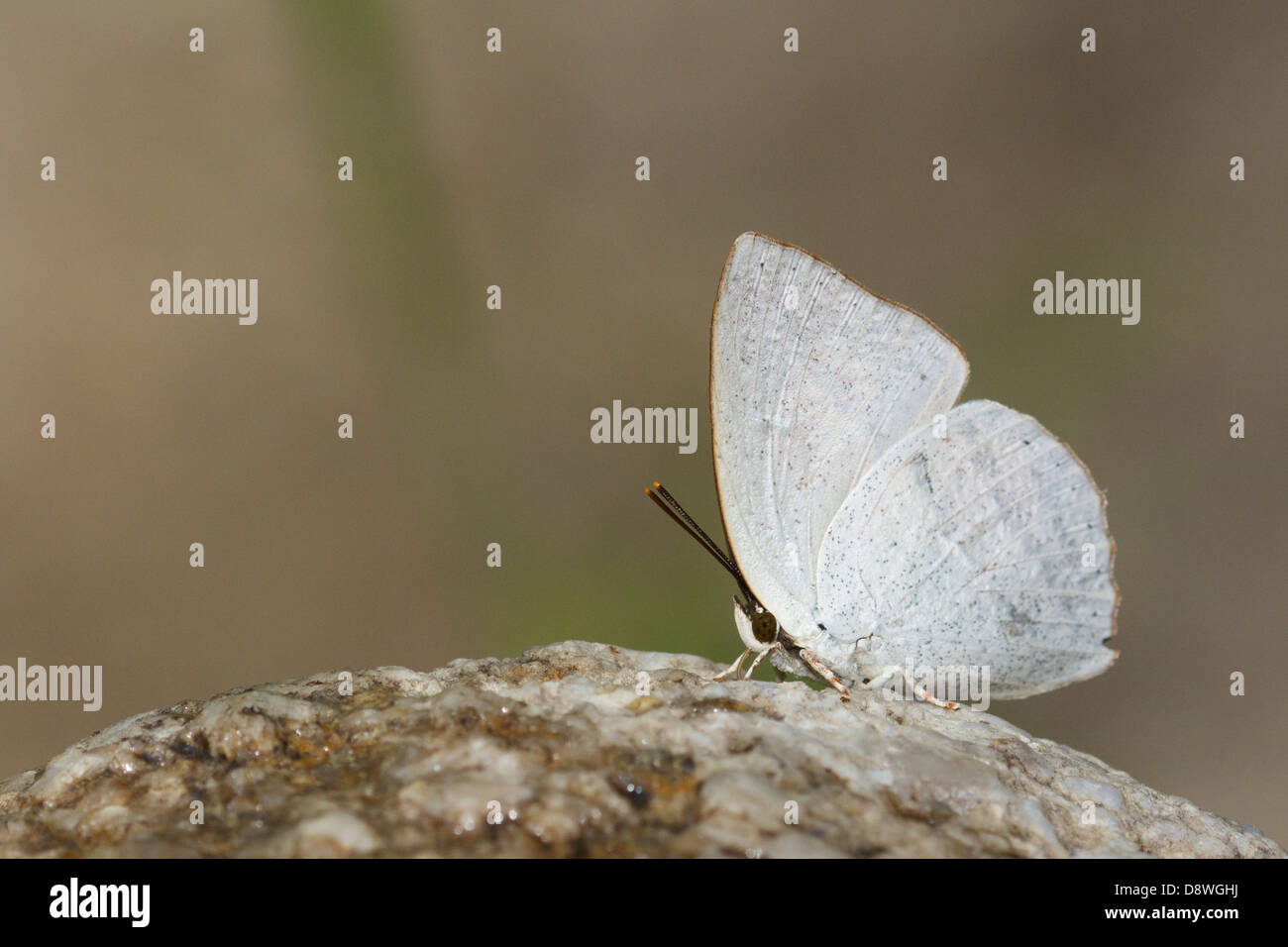 The Malayan Sunbeam, Curetis santana malayica. Chaloem Phrakiat Thai ...
