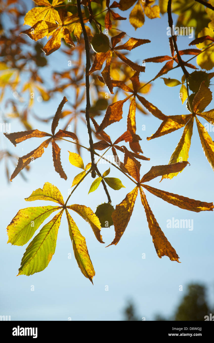 Chestnut branch against blue sky Stock Photo - Alamy