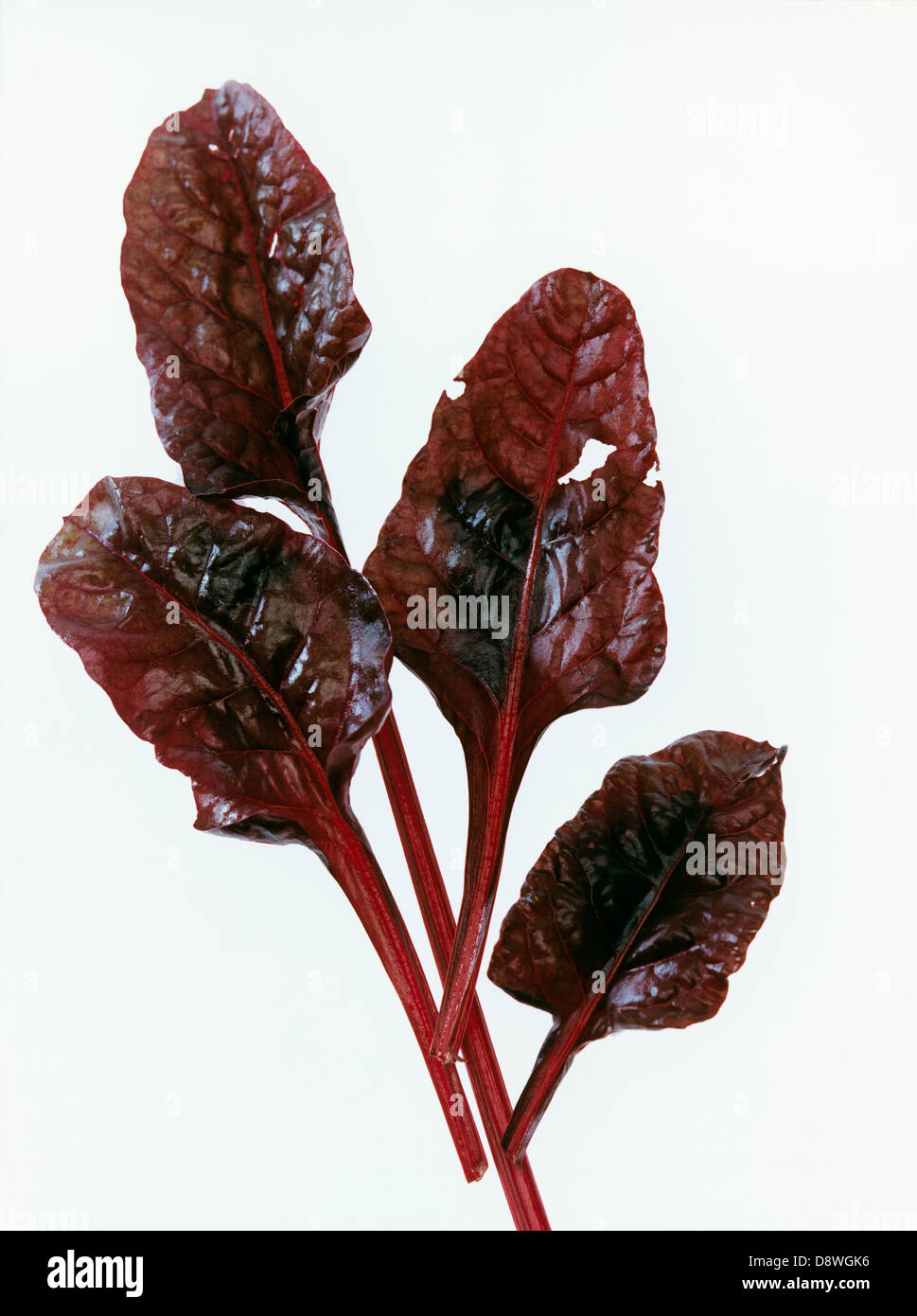 Swiss chard, close-up Stock Photo - Alamy