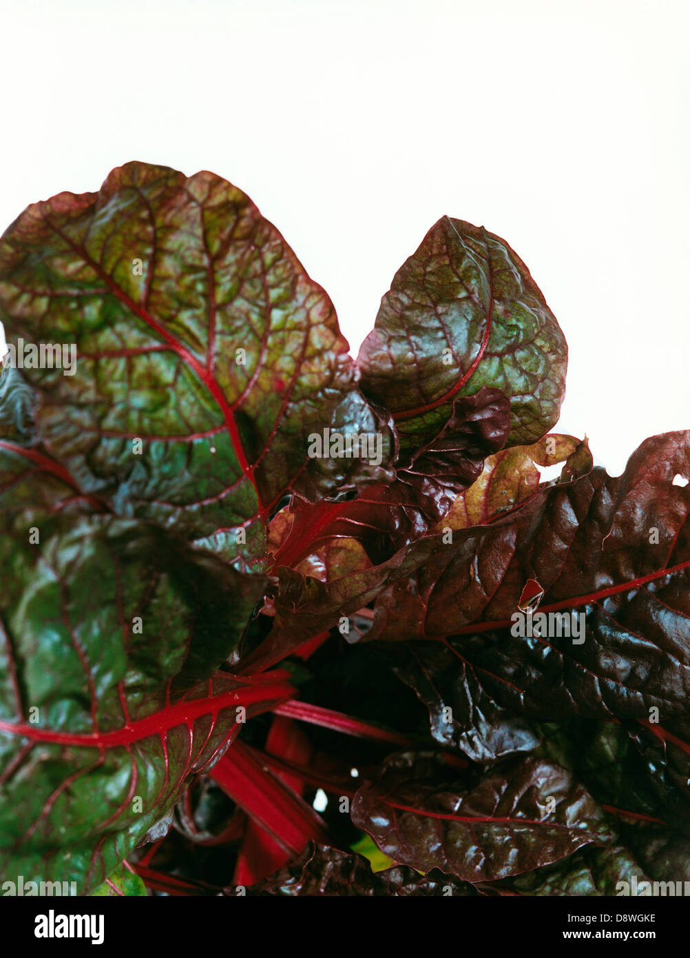Swiss chard, close-up Stock Photo - Alamy