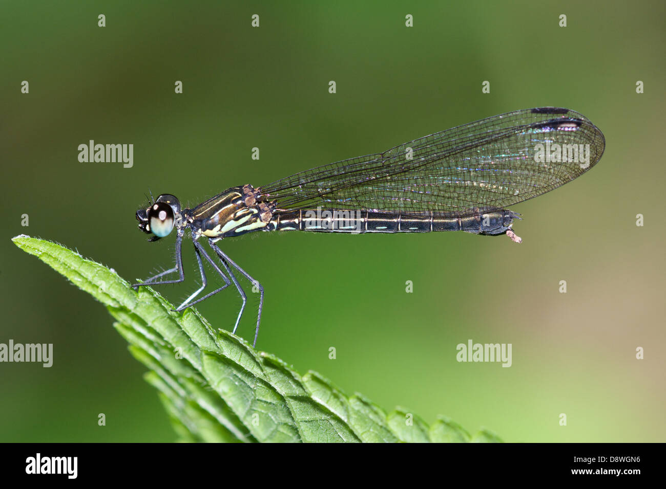 Mayfly hi-res stock photography and images - Alamy