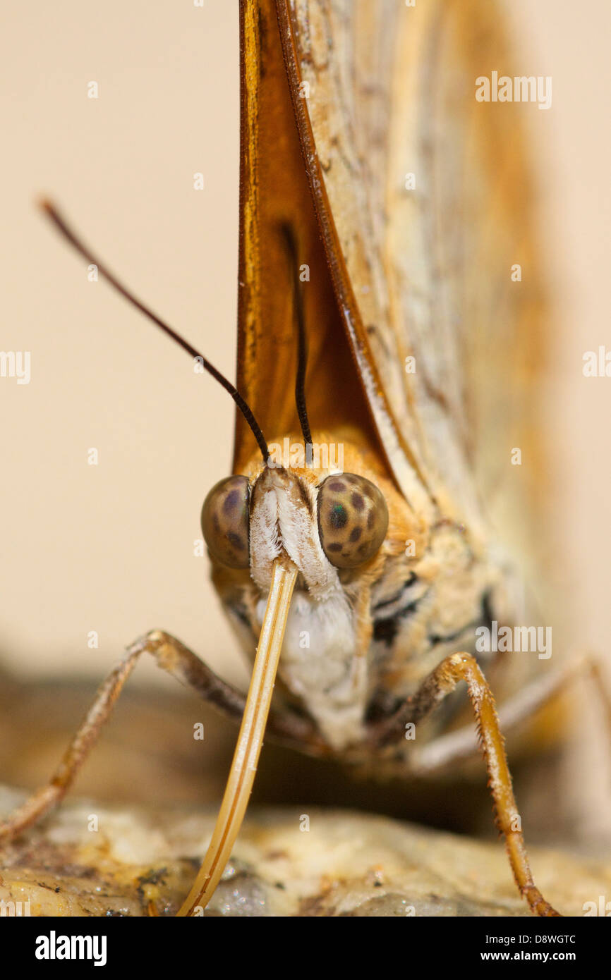 The Scarce Tawny Rajah (Charaxes aristogiton Stock Photo - Alamy