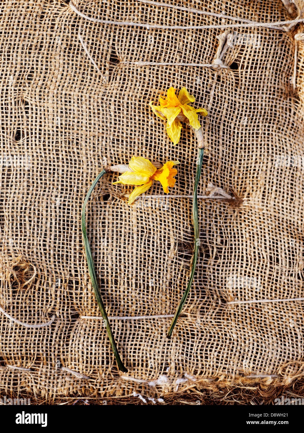 Dried daffodils on material Stock Photo - Alamy