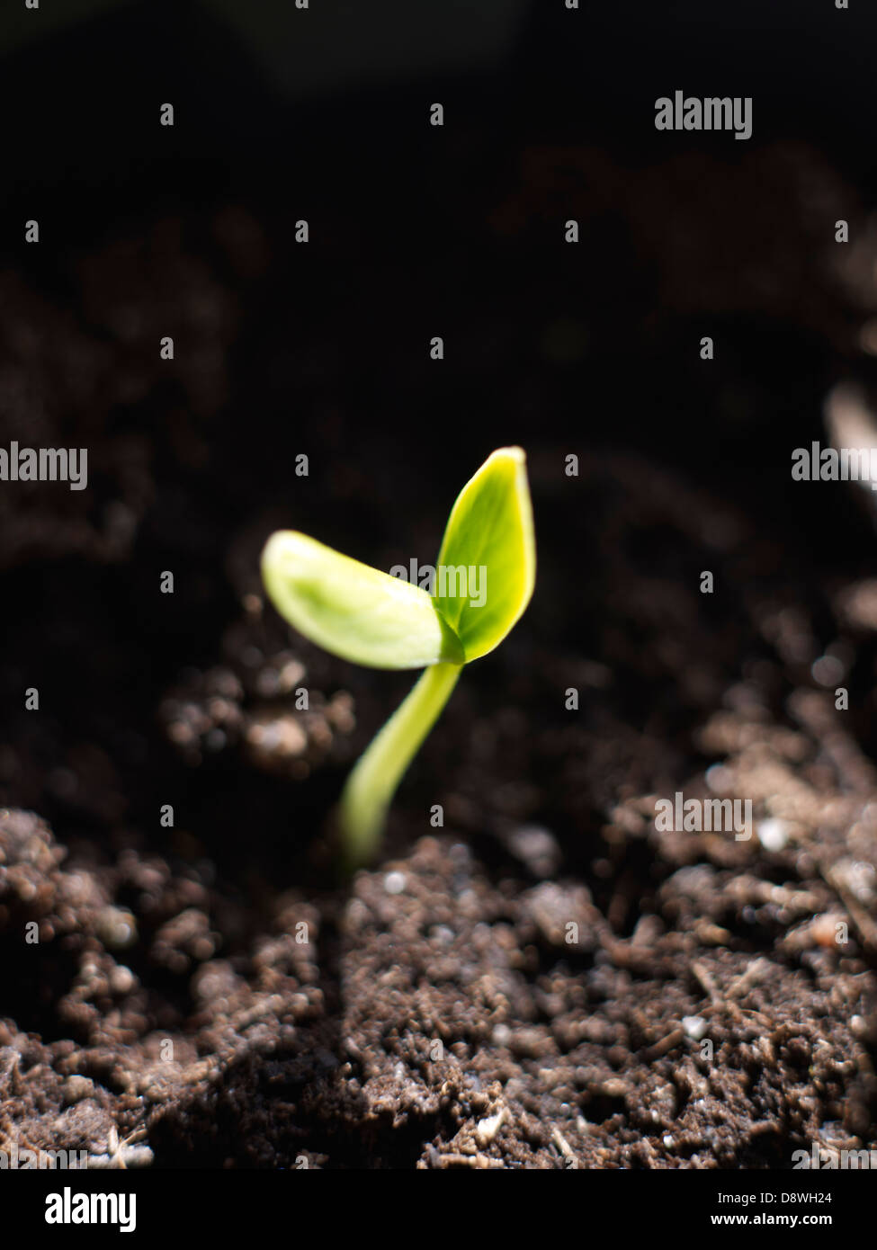 Close-up of growing seedling Stock Photo - Alamy