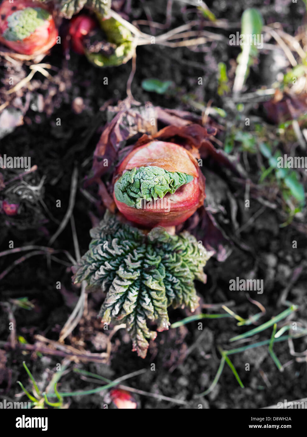 Rhubarb sign hi-res stock photography and images - Alamy