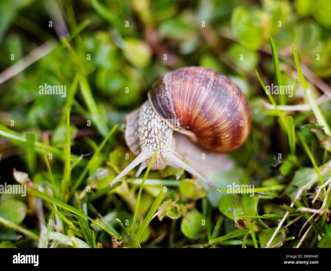 Close-up of white-lipped snail Stock Photo - Alamy