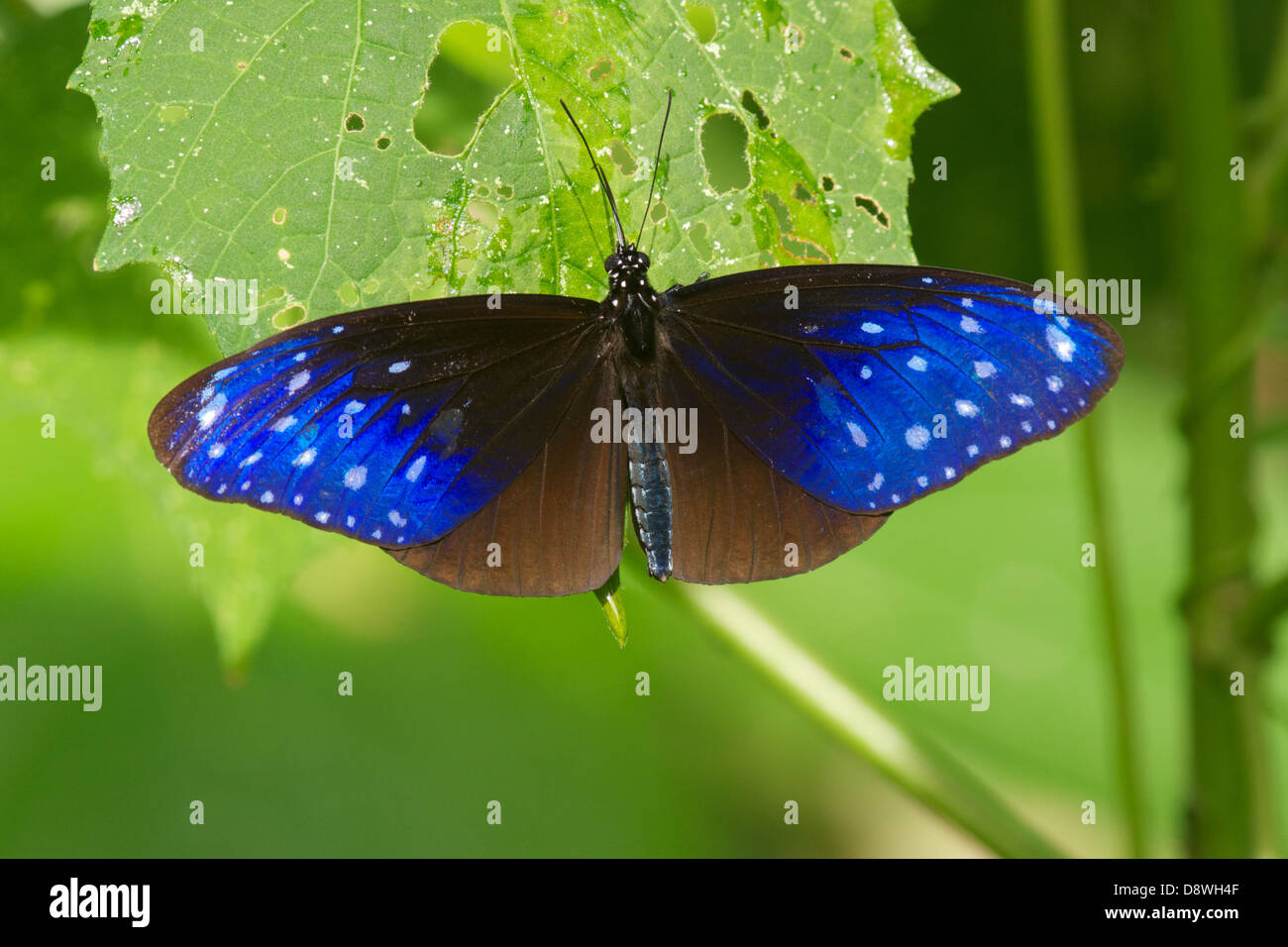 Striped blue crow hi-res stock photography and images - Alamy