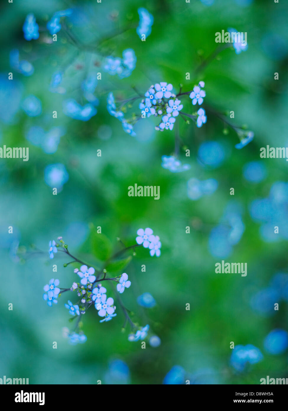 Close-up of forget-me-not flowers Stock Photo - Alamy